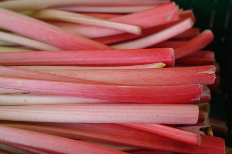 What Does Rhubarb Taste Like? - Food Shark Marfa