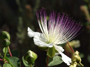 What Do Capers Taste Like: Your Guide to Capers! - Food Shark Marfa