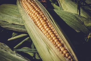 Does Corn Make You Poop? Surprising Facts! - Food Shark Marfa