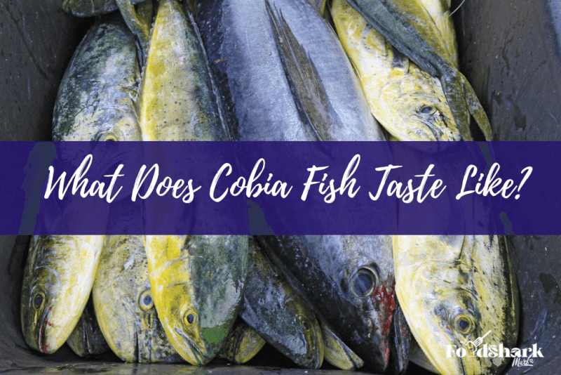 What Does Cobia Fish Taste Like? - Food Shark Marfa