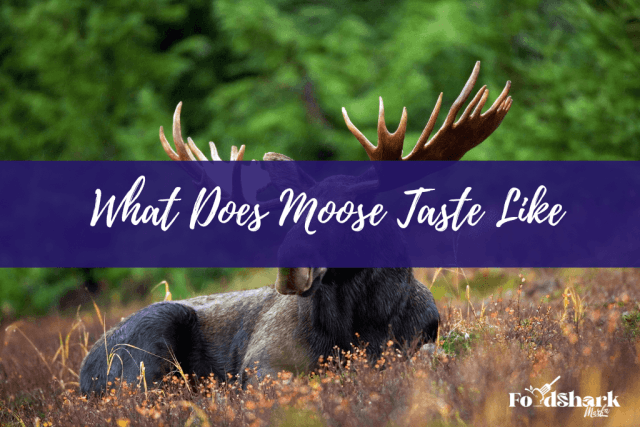 What does Moose Meat Taste Like?: Origin, Taste, and Cooking Process ...