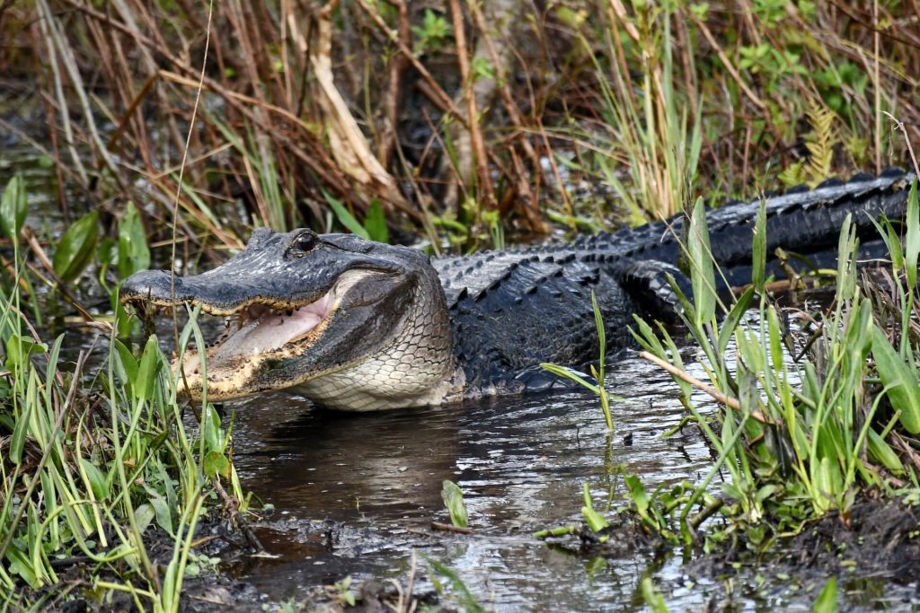 What Does An Alligator Taste Like? - Food Shark Marfa