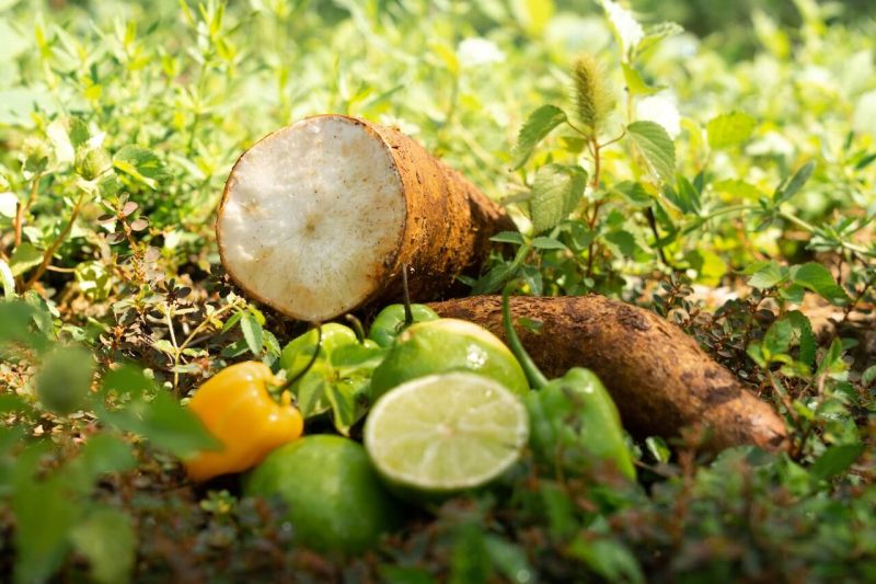 Cassava Vs. Potato: Which is better? - Food Shark Marfa